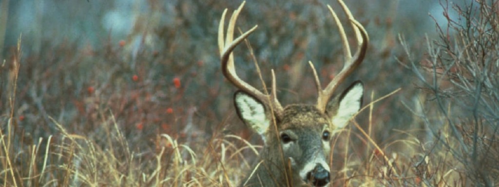 Keeping Track Of Summer Bucks – Water And Woods